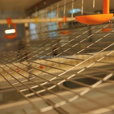 China Factory Chicken Cage Battery System for Broiler Poultry Farming with 19×15mm and 25.4×19mm Mesh Options for sale