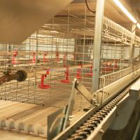 China H-Type Baby Breeder Chicken Cage System with 19×15mm & 25.4×19mm Mesh Options for Poultry Farming for sale