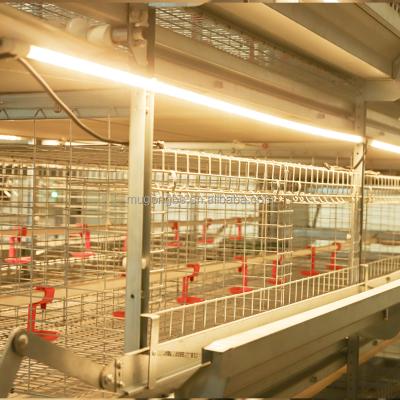 China Pullet Rearing Cage System for Chicken Farm - 19x15mm & 25.4x19mm Mesh Options - Galvanized Steel Construction for sale