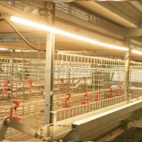 China Broiler Chicken Battery Cage System with 25.4x19mm Mesh and Galvanized Steel Construction for Meat Production for sale