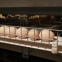 China Automated Egg Layer Chicken Cage System with 19x15mm & 25.4x19mm Mesh Sizes for Poultry Farming for sale