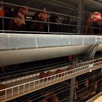 China Automated Egg Layer Chicken Cage System with 19x15mm & 25.4x19mm Mesh Sizes for Poultry Farming for sale