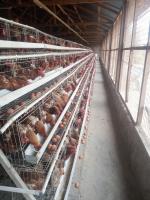 China Automatic A-Type Battery Cage System for Laying Chickens - 19x15mm & 25.4x19mm Mesh Sizes - Poultry Farming Equipment for sale