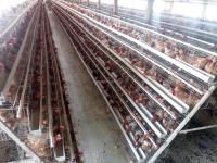 China A-Type Battery Layer Automatic Poultry Farming System with 19x15mm & 25.4x19mm Mesh Flooring for sale