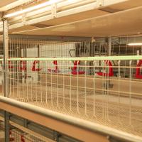 China H-Type 3/4/5 Tier Battery Layer Duck Cage - 19×15mm & 25.4×19mm Mesh Options for Duck Farming for sale