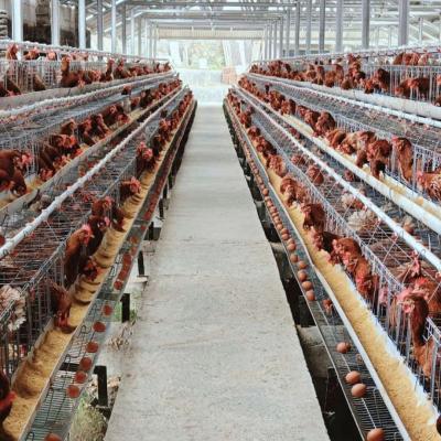 China Hot Dip Galvanized Steel A-Type Layer Poultry Cage System with 19×15mm and 25.4×19mm Grid Sizes for Automatic Chicken Farming for sale