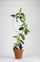 China Metal Plant Support Stainless Steel Wire Forming Bright Surface For Potted Plants for sale