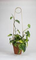 China Metal Plant Support Stainless Steel Wire Forming Bright Surface For Potted Plants for sale