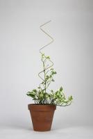 China Metal Plant Support Stainless Steel Wire Forming Bright Surface For Potted Plants for sale