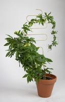 China Metal Plant Support Stainless Steel Wire Forming Bright Surface For Potted Plants for sale
