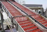 China High Performance Customized Blueberry Processing Line Blueberry/Strawberry/Raspberry Production Plant Blueberry Juice/Pulp/Jam Machine With PLC for sale