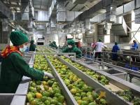 China One-Stop Service Customized 1000-30000l/H Mango Processing Line Mango Juice/Sauce/Jam Machine With PLC Mango Pulp Equipment for sale