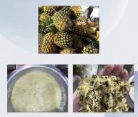 China Pineapple Juicer Machine By Screw Pressing Industrial Factory for sale