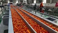 China Pasteurization Ketchup Processing Line 12 - 14 Brix SUS304 for sale