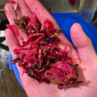 China Pitaya Juicing And Pulping Machine SUS304 7.5KW 3T/H for sale