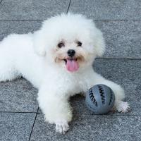 China Playing Dog Toys Silicone Ball for Interactive Teeth Cleaning and Leak Food Dispensing for sale