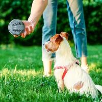 China Playing Dog Toys Silicone Ball for Interactive Teeth Cleaning and Leak Food Dispensing for sale