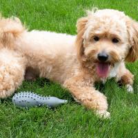 China Durable Dog Chew Toys for Aggressive Chewers Safe and Long-Lasting Silicone Material for sale