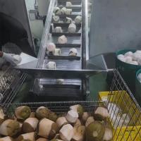 China Machine Coconut Processing Coconut Slicer Grinding Machine Coconut Peeler Shelling Machine for sale