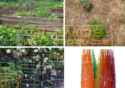 China Spiral Plant  Ring Supports, Plant Stake Round Support for sale