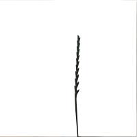 China Oscillating Saw Blade 50x40mm Carbon Steel Multi Tool Accessories for Wood Cutting for sale