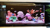 China 8K Ultra HD Live Broadcast COB LED Display Conference Room Fine Pitch LED Screen for sale