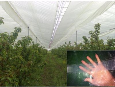 China clear pe tarpaulin for cherry cover Chile for sale