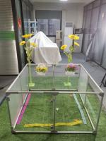 China 12 Panels Visible Fence Pet Acrylic Dog Playpen for REPTILES Customized Thickness 3mm for sale