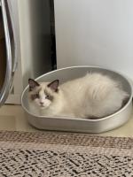 China Stay Cool this Summer with Our Cooling Cat Pot Acceptable OEM ODM Aluminum Basin for sale