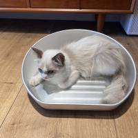 China Hand Wash Large Pet Cat Litter Pan Pattern Solid Manual Cleaning Kitty Cat Toilet Box for sale