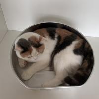 China Hand Washable Cooling Cat Bed Mat for Summer Aluminum Material and Bite Resistant for sale