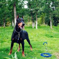 China Pet Outdoor Products Tie Out Stake for Dog Shipping Port Shanghai or Nanjing Port for sale