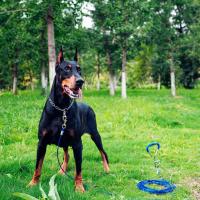 China Outdoor Activities Dog Tie-Out Stake with 100-150kgs/220-330lbs Leash Weight Capacity for sale