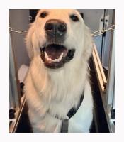 China 2023 and Safe Manual Dog Treadmill Aluminum Frame 43kg/50kg Capacity Extra Large for sale