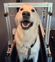 China Revolutionize Your Pet's Workout with No Motor Dog Treadmill 43kg/50kg for sale