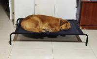 China Durable Waterproof Breathable Outdoor Pet Bed for Dogs Black Wash Style Hand Wash for sale