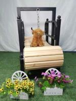 China USA Market Pet Treadmill for Dogs Waterproof Wood Custom SAP Weight Small Large Sizes Prices for sale