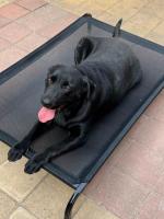 China Durable Waterproof Breathable Outdoor Pet Bed for Dogs Black Wash Style Hand Wash for sale