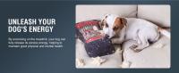 China 2023 Sustainable Wooden Manual Dog Treadmill Machine for Large Dogs OEM ODM Accepted for sale