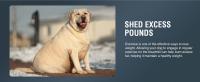 China Shanghai or Nanjing Port Convenient Shipping for Our Dog Walking Machine Treadmill for sale