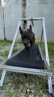 China Dog Exercise Slatmill Pets Treadmill Walking Machine for Pit Bull Stocked Carpet Mill for sale