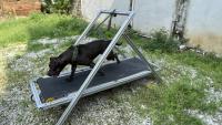 China Sustainable Dog Treadmill with Quiet Operation Shipping Port Shanghai or Nanjing Port for sale