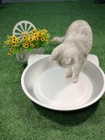 China Direct Supply Aluminum Pet Cooling Bed Nest 38*38cm/45*45cm Size Perfect for Summer for sale