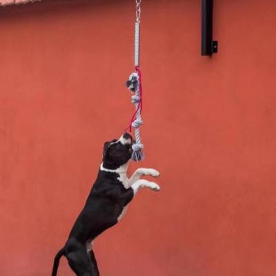 China Shipping Port Shanghai or Nanjing Port Heavy Duty Spring Pole for Dogs Small Animals for sale