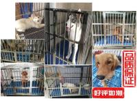 China Large Foldable Stainless Steel Dog Cage with No Pattern and Push-up Closure for sale