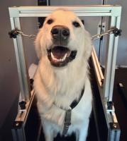 China Pet Training Made Easy No-Frills Treadmill for Dogs' Exercise Needs for sale