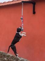 China Black Dog Spring Pole for Strong Load-Bearing Shipping from Shanghai or Nanjing Port for sale