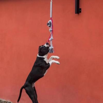 China Large Dog Spring Pole Set Heavy-Duty and Sustainable for Dogs up to 105lbs/210lbs for sale