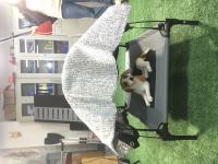 China Summer Cat and Dog Tent with Detachable Storage Design Oxford Breathable Pet Canopy for sale