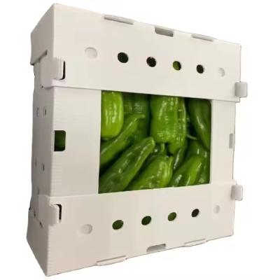 China Foldable Corrugated Polypropylene Plastic Fresh Okra Packing Box for sale